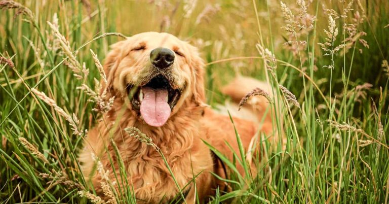 Free Dog Stuff: 30+ Dog Freebies for Your Fur Baby - DealTrunk