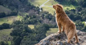 Free Dog Stuff: 30+ Dog Freebies for Your Fur Baby - DealTrunk